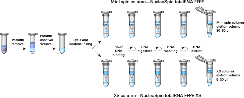 Isolation And Purification Of Total Rna From Ffpe Samples